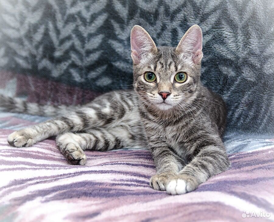 Отдадим котёнка Шустрика в хорошие руки