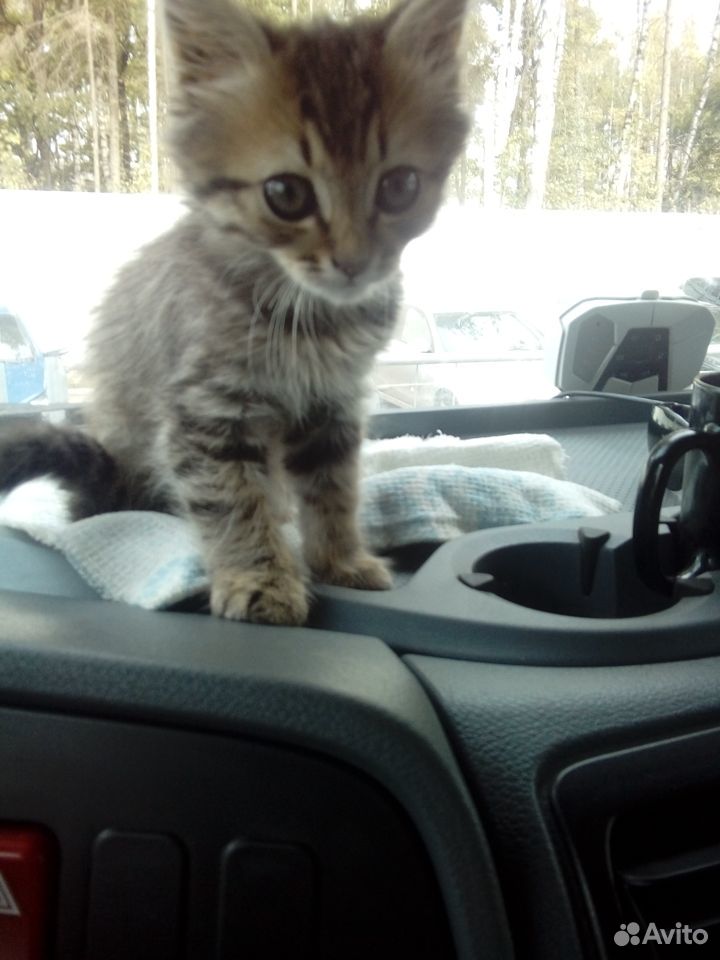 Котёнок
