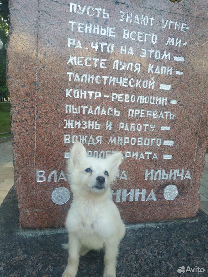 Щенок Ася 3 месяца 1 кг