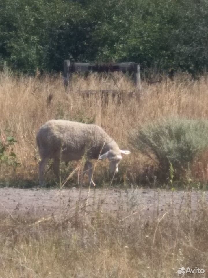Баран на развод и мясо