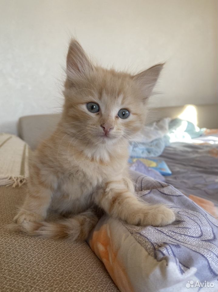 Котята от мамы сил-поинт