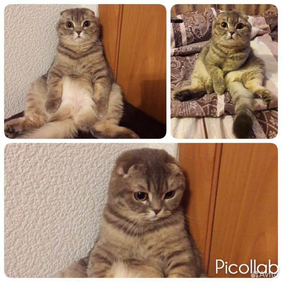 Шотландская вислоухая кошечка 5 лет