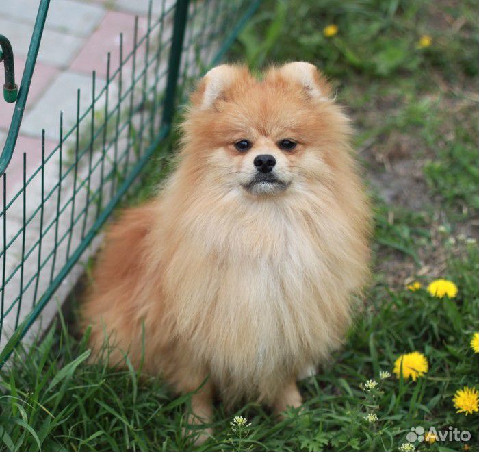 Малого шпица кобель