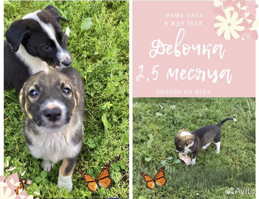 Малышка щенок в добрые руки