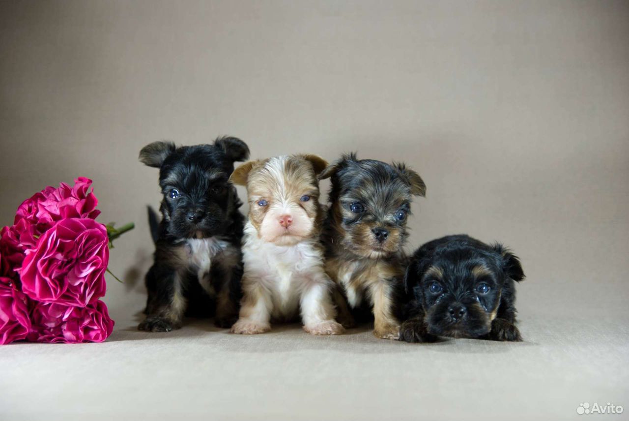 Разноцветные йорки