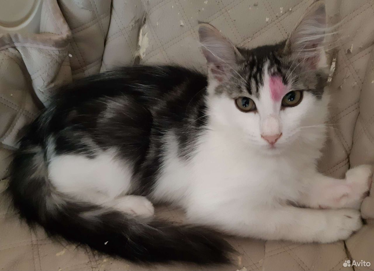 Котенок Умка