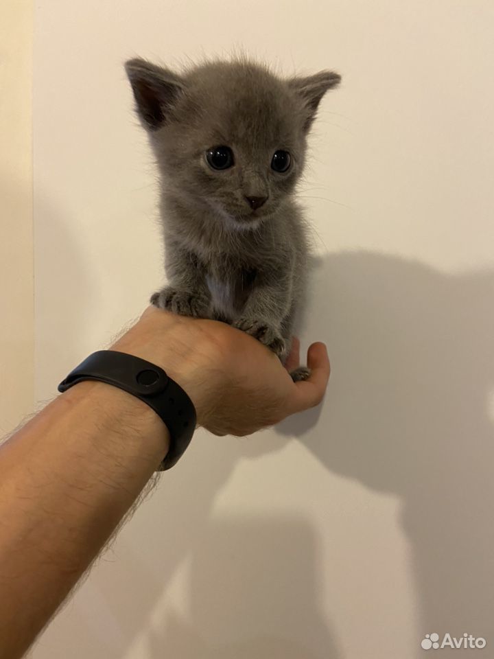 Котята
