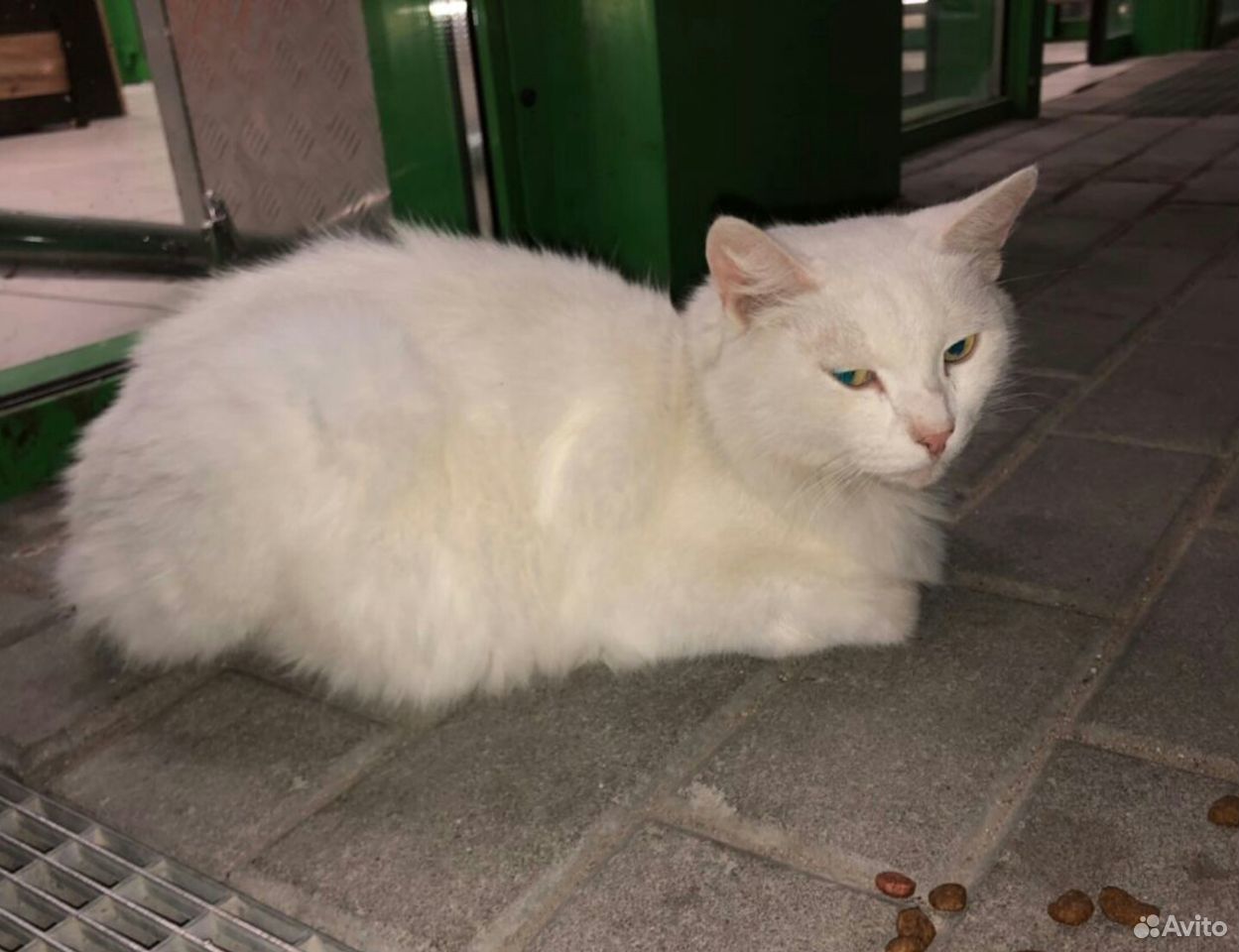 Выброшенный белый ангорский котик ищет дом