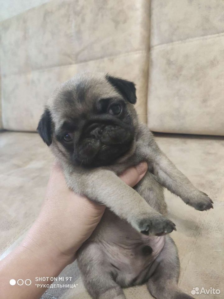 Щенок мопса