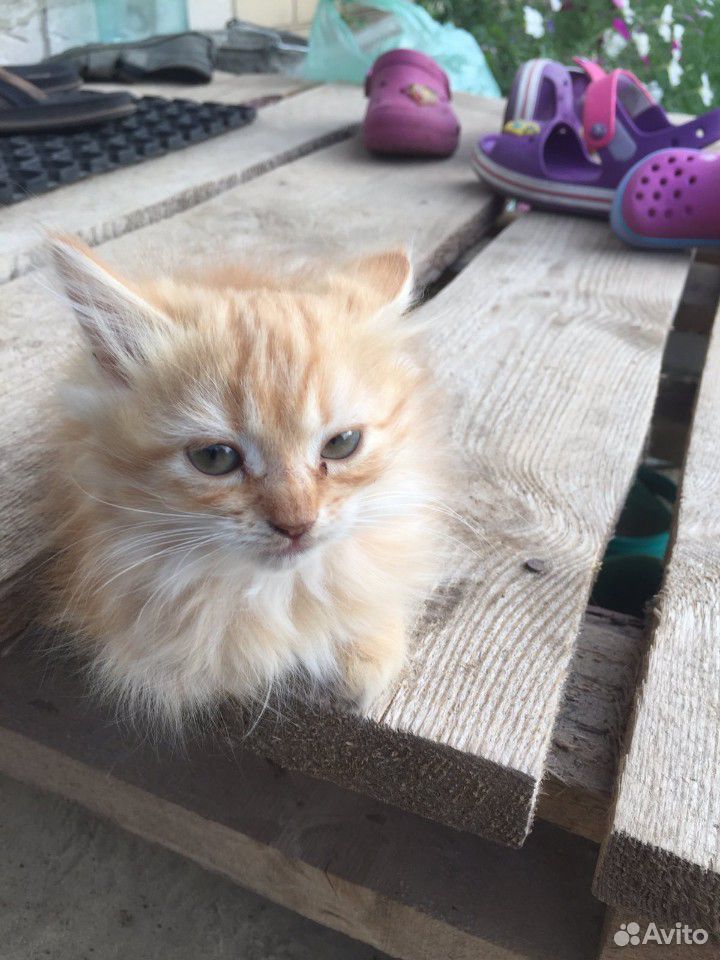 Котики бесплатно