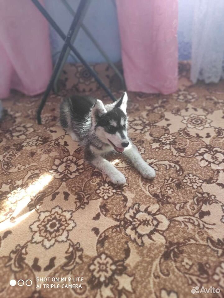 Щенки хаски