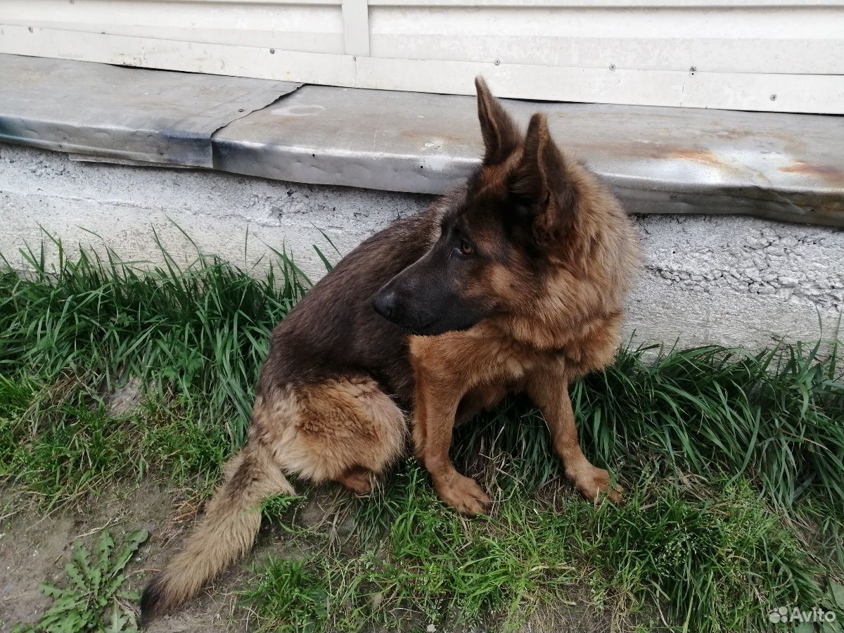Продаются щенки немецкой авчарки