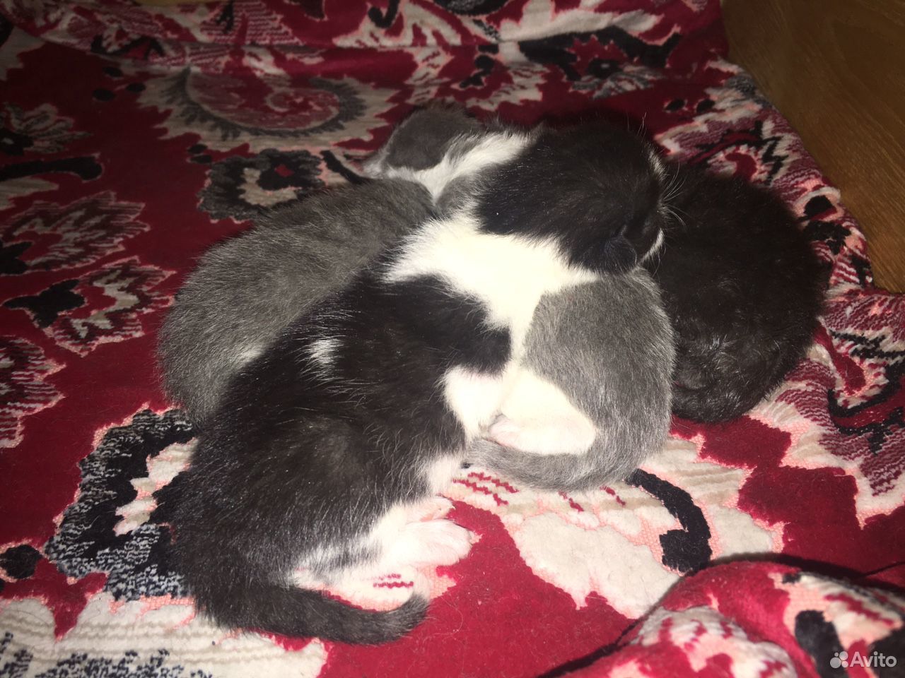 Ищу кормящую кошку