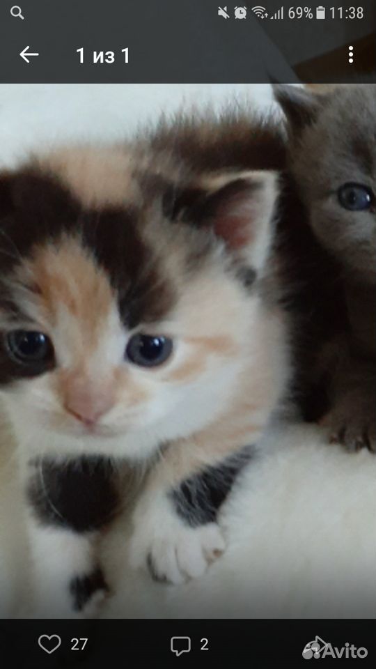 Кошка