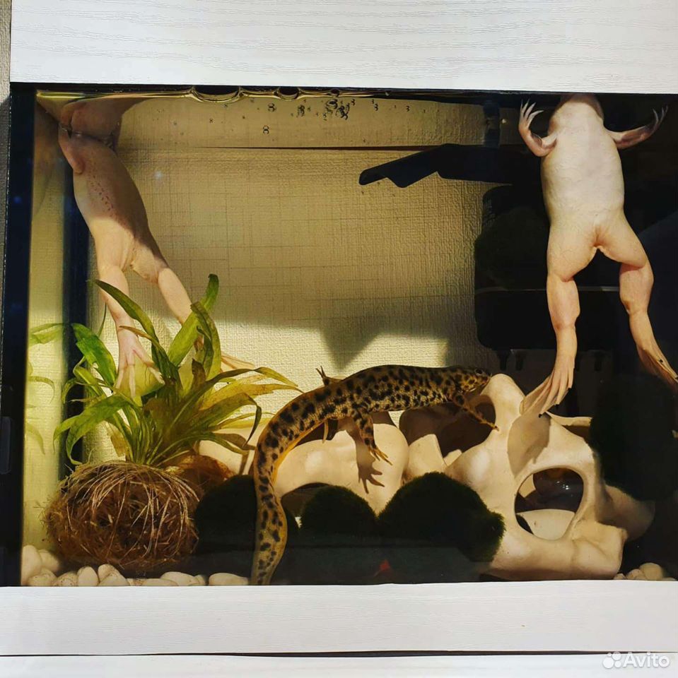 Террариум 5л с тритоном и 2 лягушками