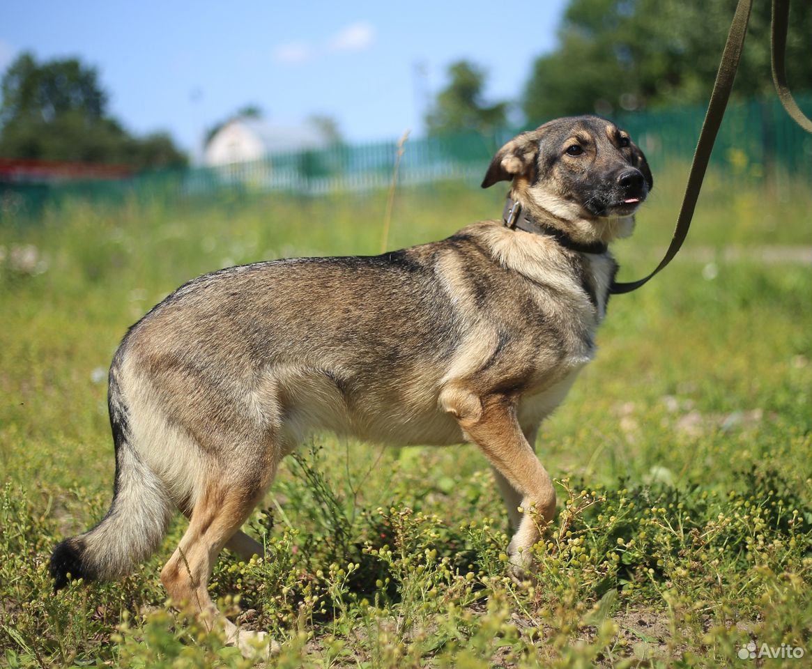 Собаки приюта ищут дом