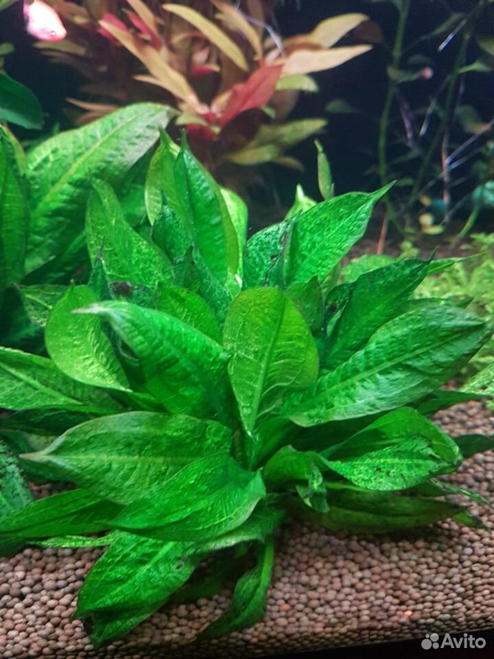 Эхинодорус