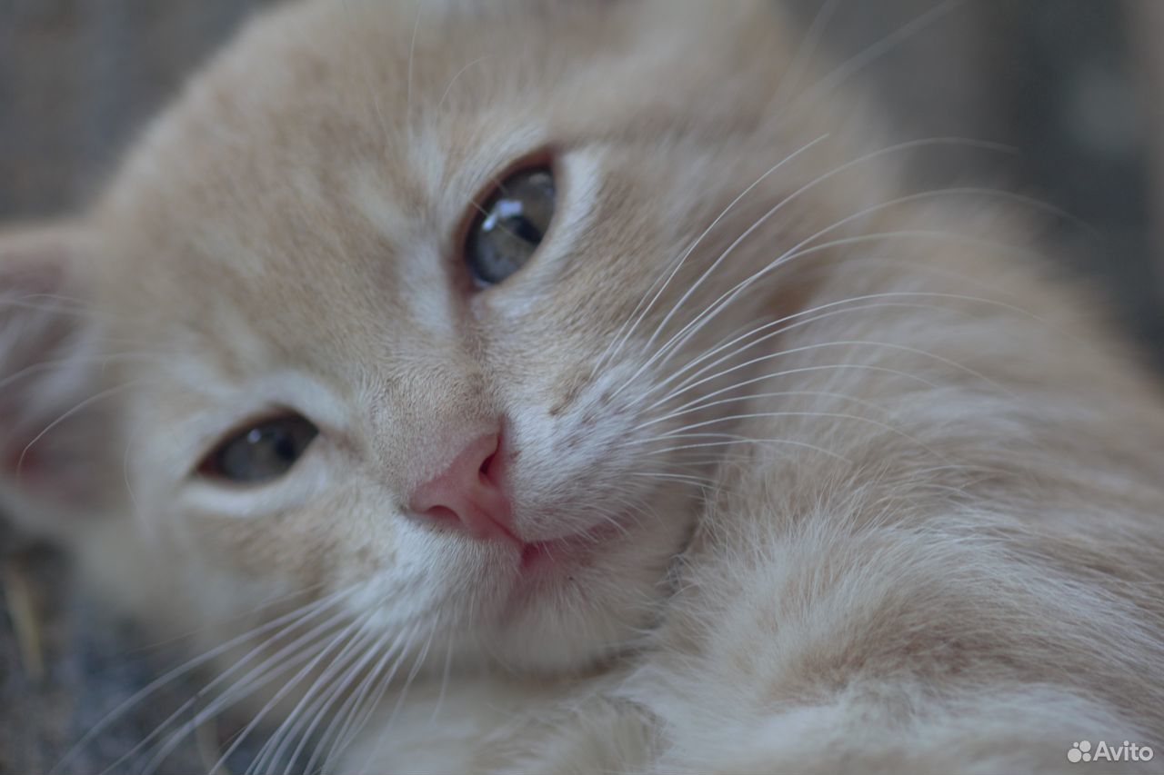 Песочный котёнок Пушок