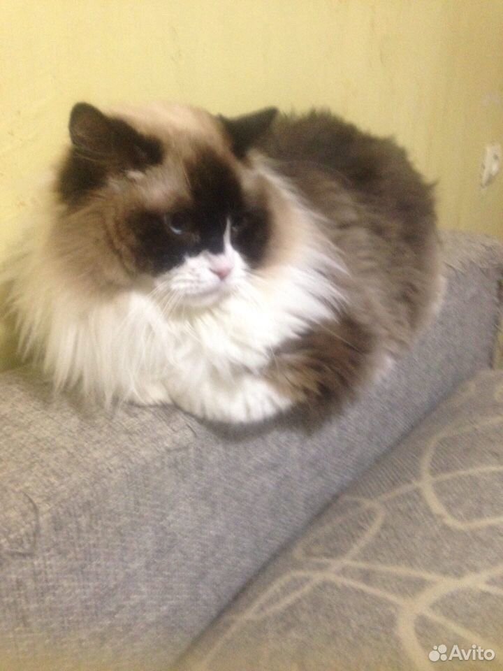 Кошка породы Рэдгол