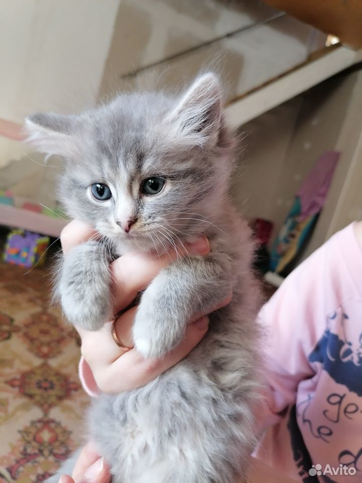 Котята Пушистик и Ушастик