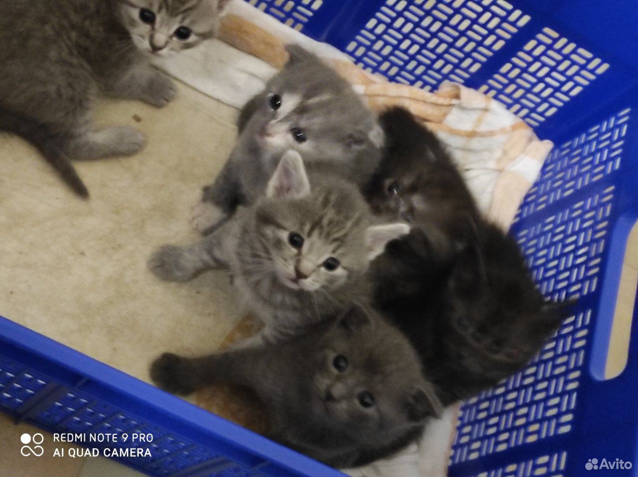 Котята от шотландки вислоухой