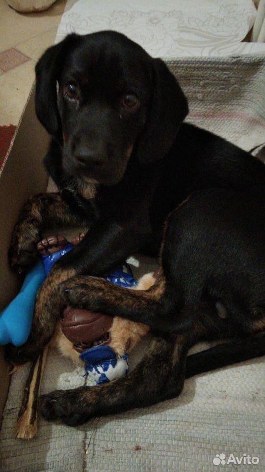 Чудо ушастое и несчастное в добрые руки