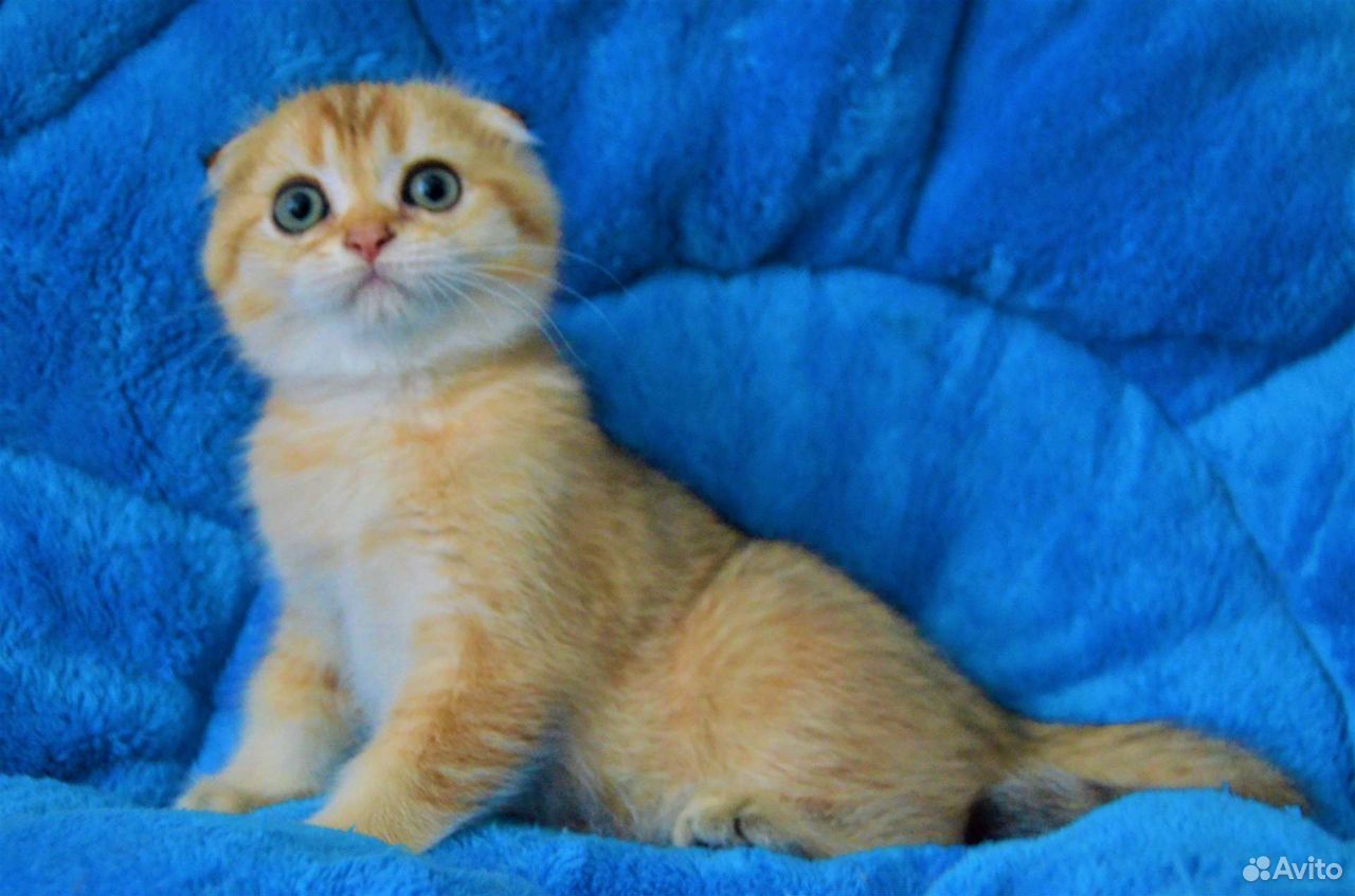 Вислоухий плюшевый котик