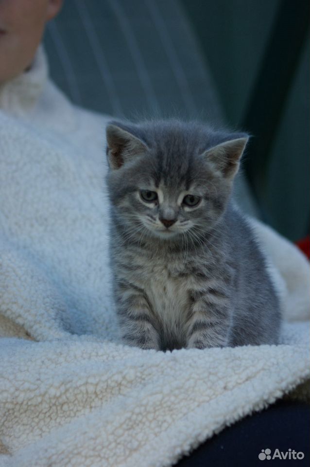 Котята