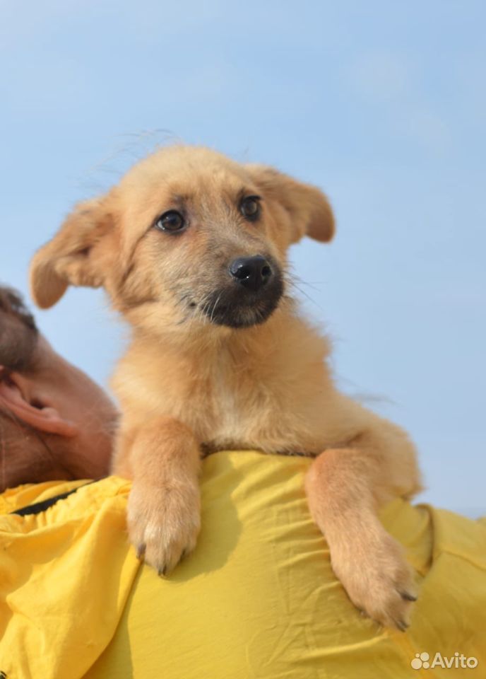 Щенок в добрые руки