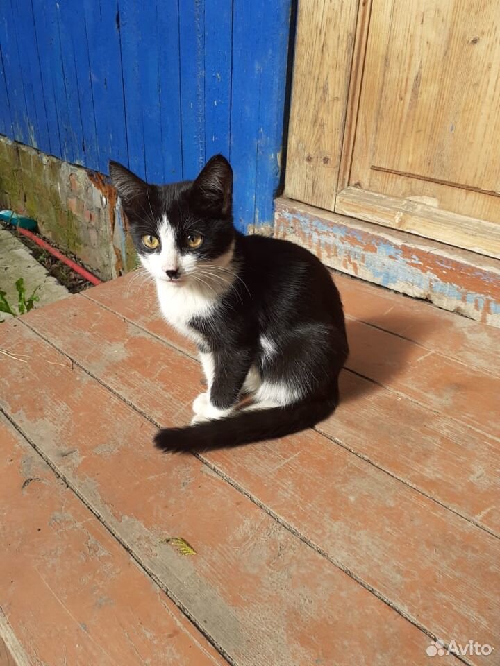 Котейка