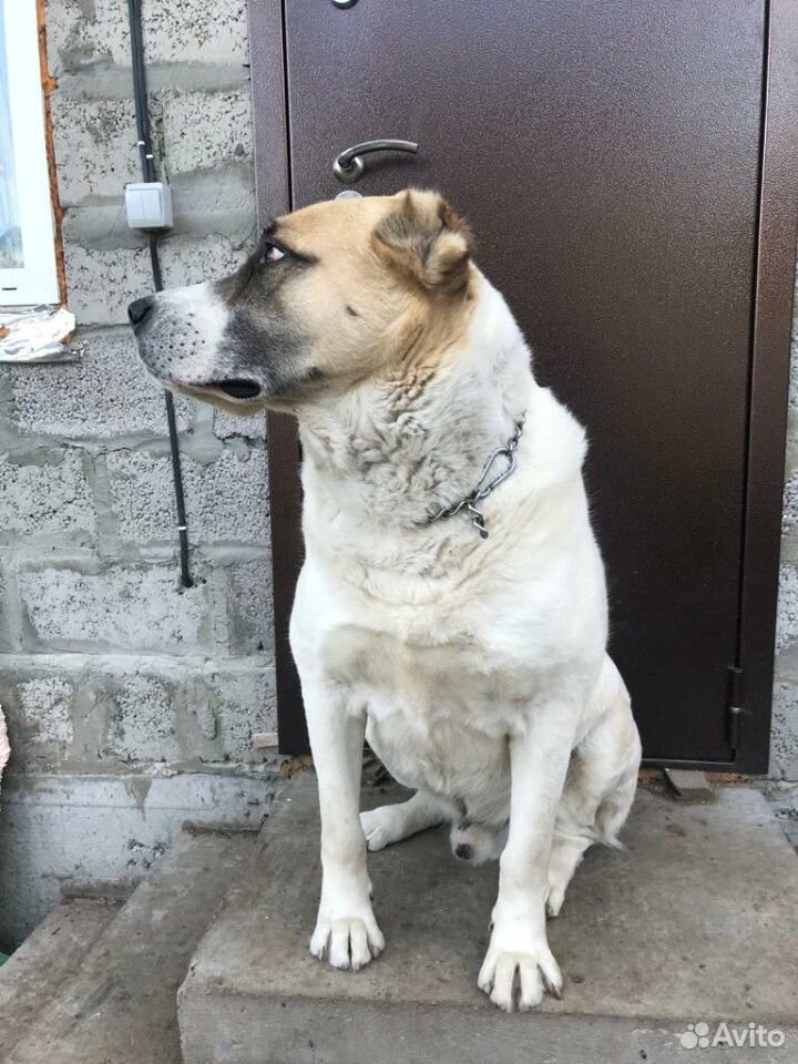 Среднеазиатская овчарка