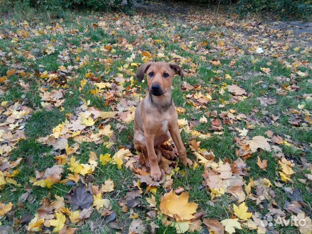 Малышка ищет дом