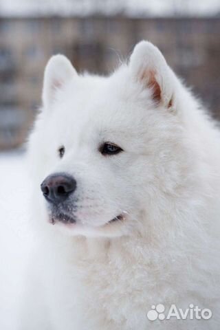 Самоед мальчик (случка)