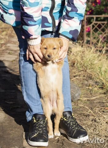 Ищет дом щенок не крупной Собачки Тая