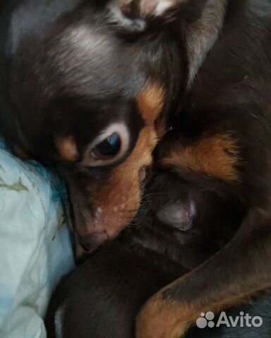 Девочка той-терьера бронь