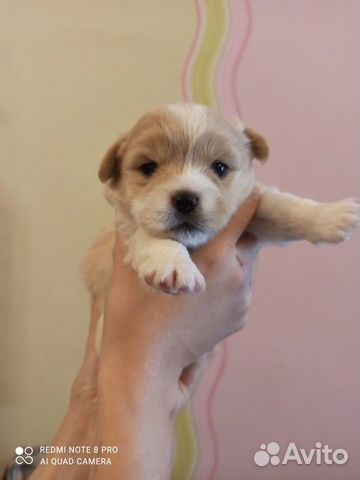 Щенки московского пекинеса