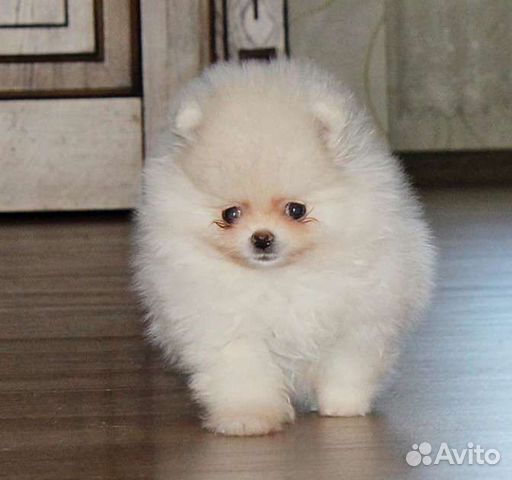 Померанский шпиц мини мишка