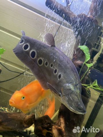 Индийский нож