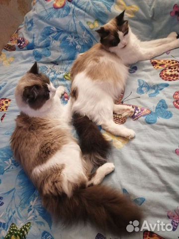 31 декабря родились рэгдольчики