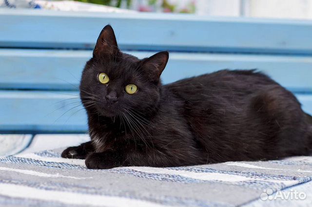 Кошечка Феня ищет хозяев