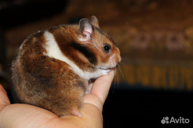 Хомячки молодые сирийские ручные