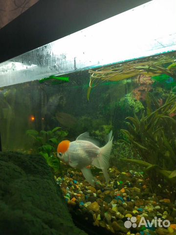 Золотая рыбка(красная шапочка)