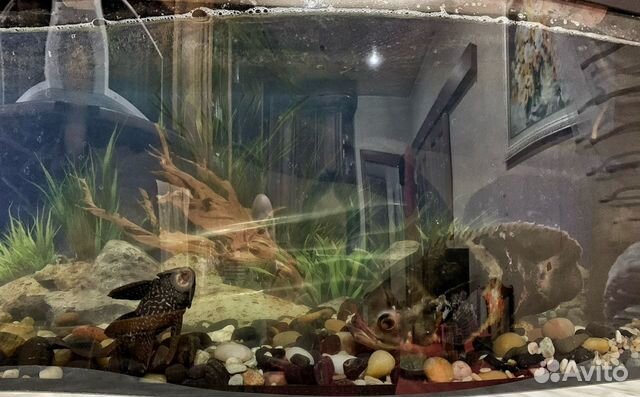 Аквариум и рыбы