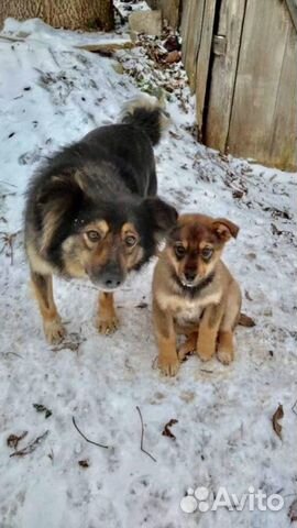 Мама и щенятки в дар в добрые руки
