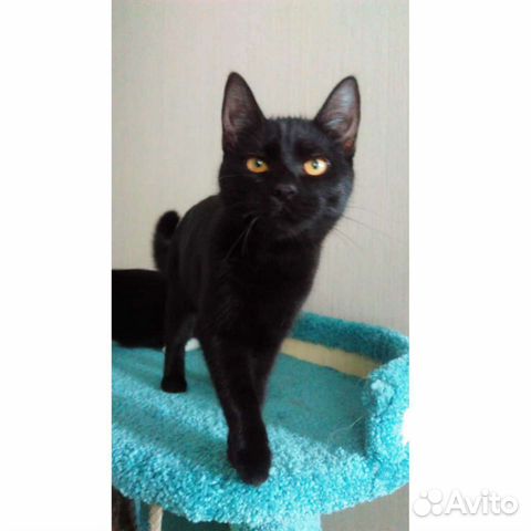 Котенок в добрые руки, девочка