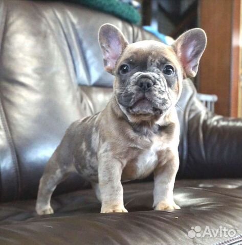 Шоко-изабелловая программа