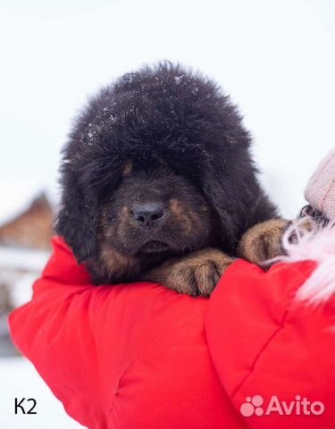Тибетский мастиф