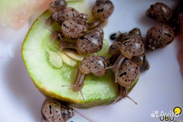 Улитки ахатины