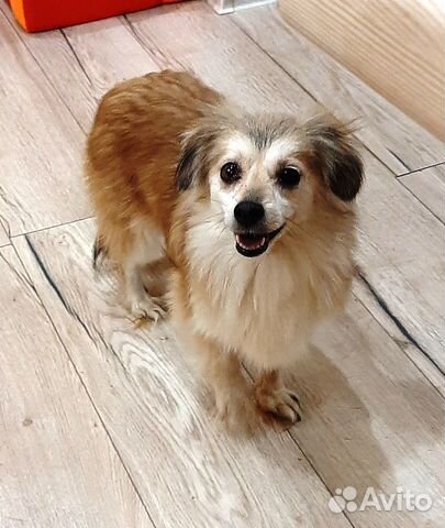 Нежная маленькая собачка Роза ищет лучшую семью