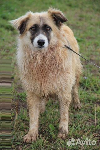 Кнопочка ищет семью